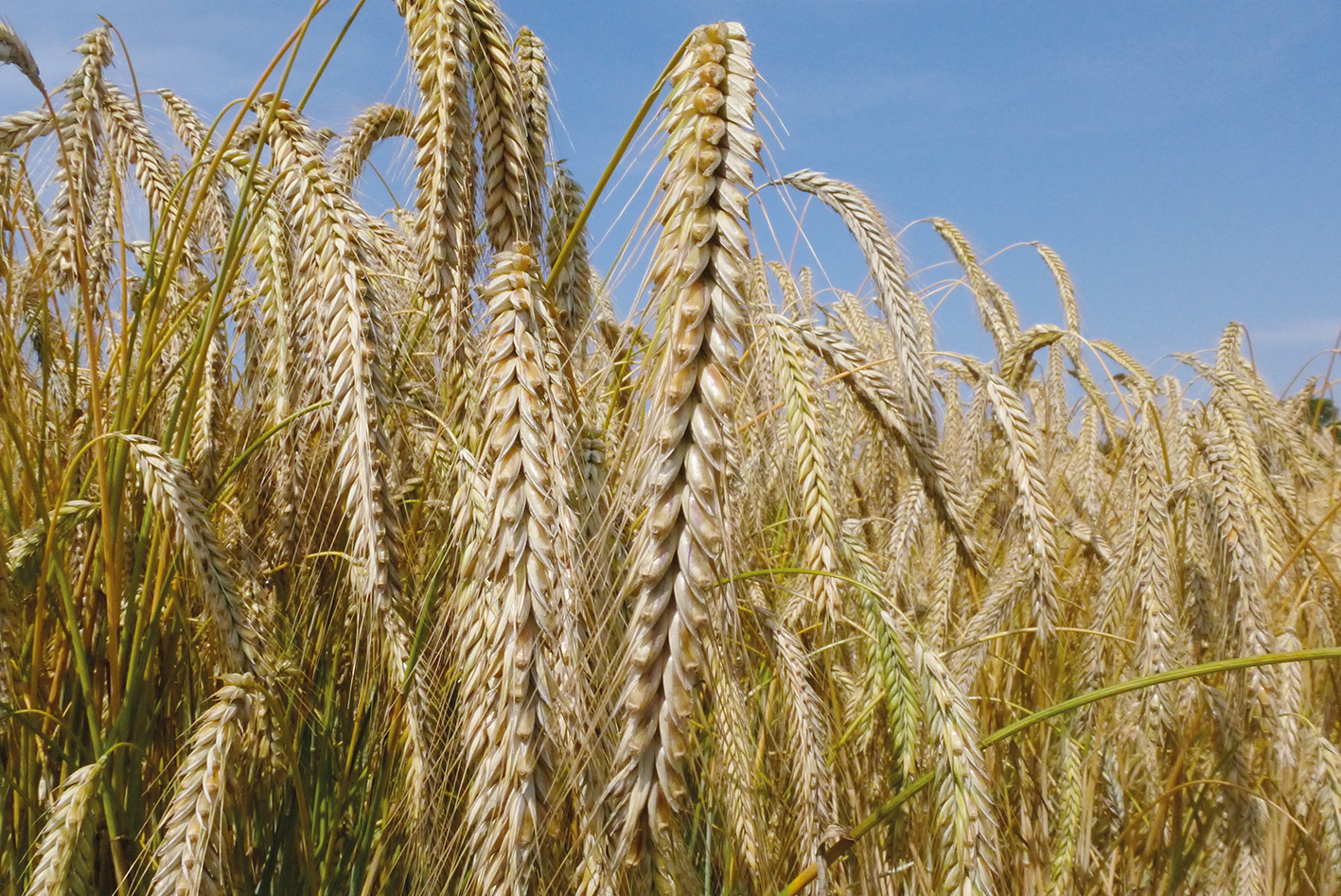 Wintergetreide: Neuzulassungen 2023 – ein Überblick - HYBRO